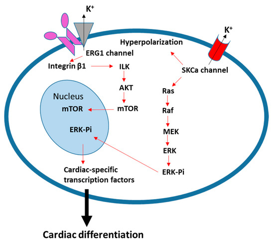 Ion Channels and Transporters in Muscle Cell Differentiation