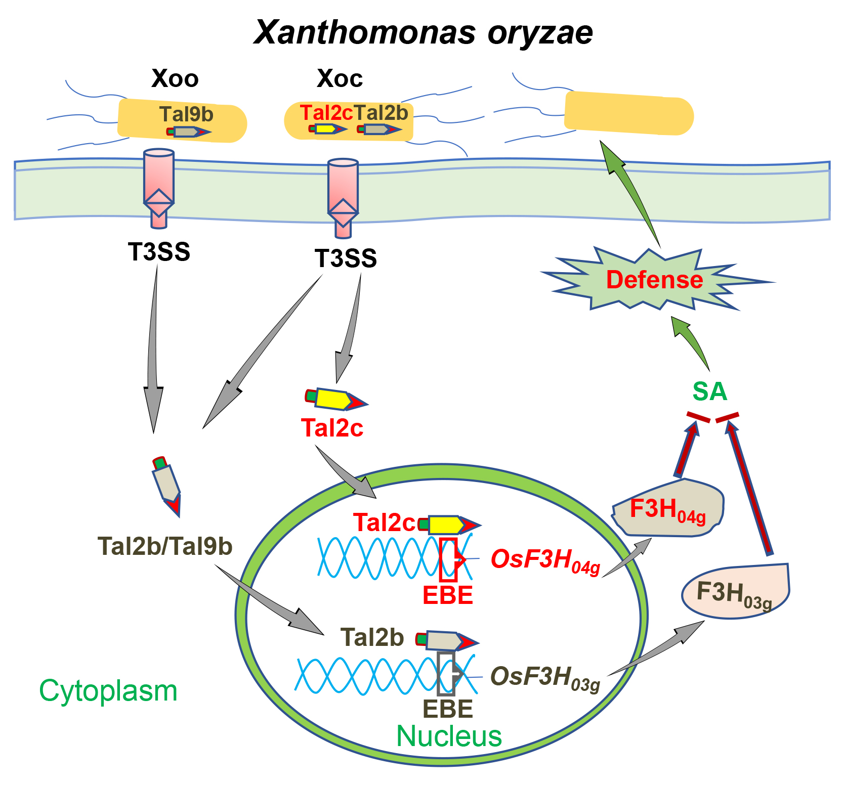 IJMS | Free Full-Text | Tal2c Activates the Expression of OsF3H04g to ...