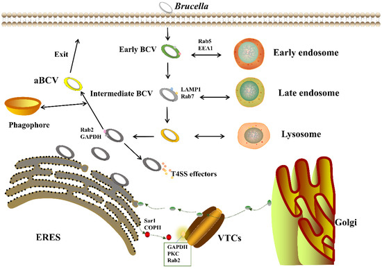 The VirB System Plays a Crucial Role in Brucella Intracellular Infection