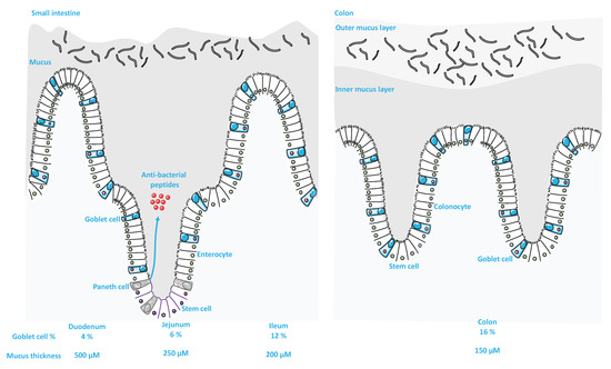 Mucins Dynamics in Physiological and Pathological Conditions
