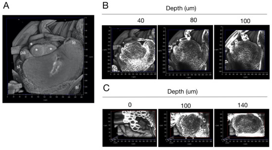 Whole-Tissue Three-Dimensional Imaging of Rice at Single-Cell Resolution