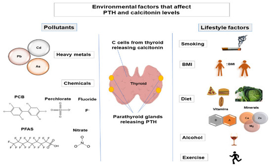 Environmental Factors That Affect Parathyroid Hormone and Calcitonin Levels