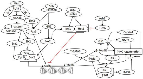 IJMS | Special Issue : Transcriptional Regulation and Its Misregulation ...