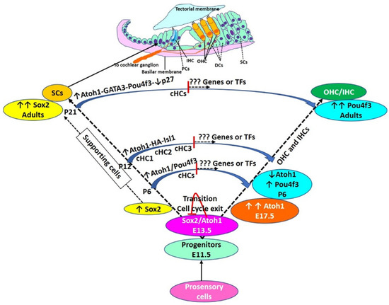Molecular Pathways Modulating Sensory Hair Cell Regeneration in Adult ...