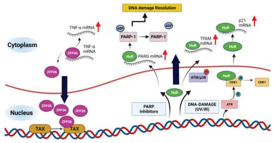 AU-Rich Element RNA Binding Proteins: At the Crossroads of Post ...