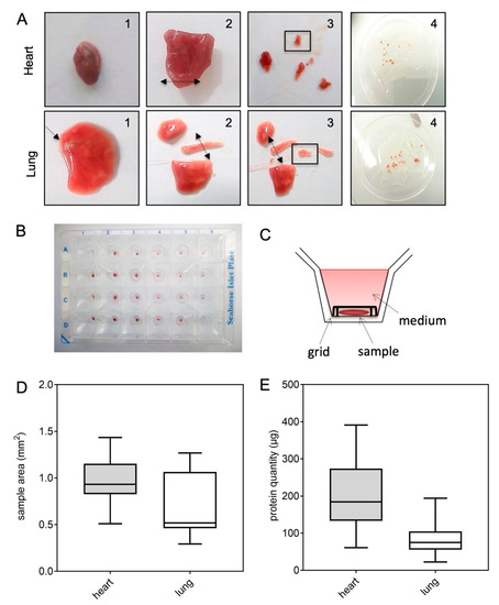 A New Strategy to Preserve and Assess Oxygen Consumption in Murine Tissues