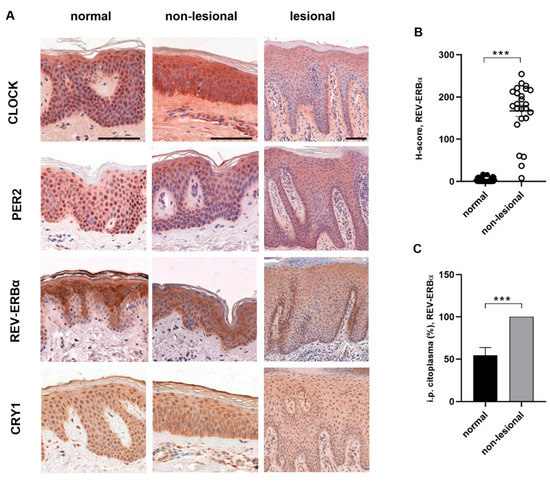 Expression Patterns of Clock Gene mRNAs and Clock Proteins in Human ...
