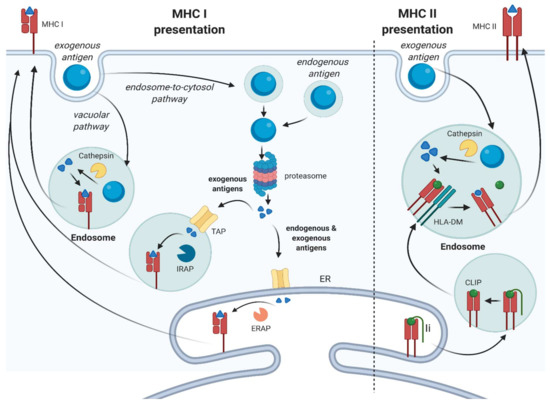Ijms Free Full Text The Abcs Of Antigen Presentation By Stromal Non