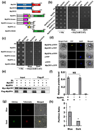 Functions of COP1/SPA E3 Ubiquitin Ligase Mediated by MpCRY in the ...