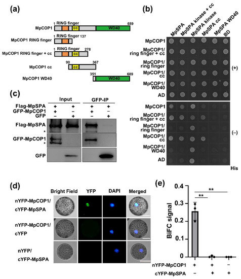Functions of COP1/SPA E3 Ubiquitin Ligase Mediated by MpCRY in the ...