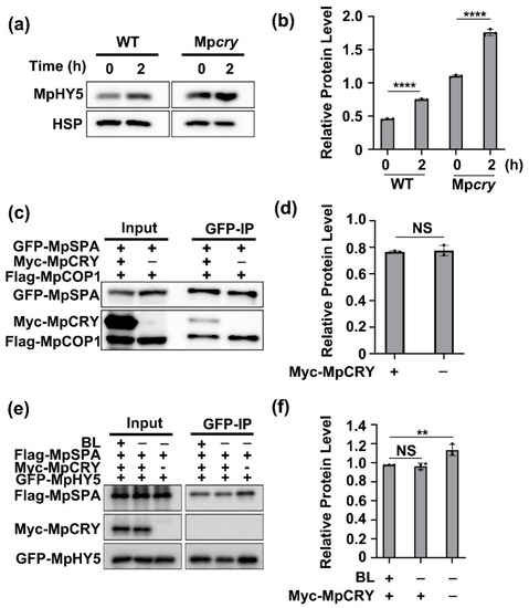 Functions of COP1/SPA E3 Ubiquitin Ligase Mediated by MpCRY in the ...
