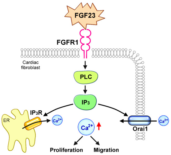Fibroblast Growth Factor 23 Stimulates Cardiac Fibroblast Activity ...
