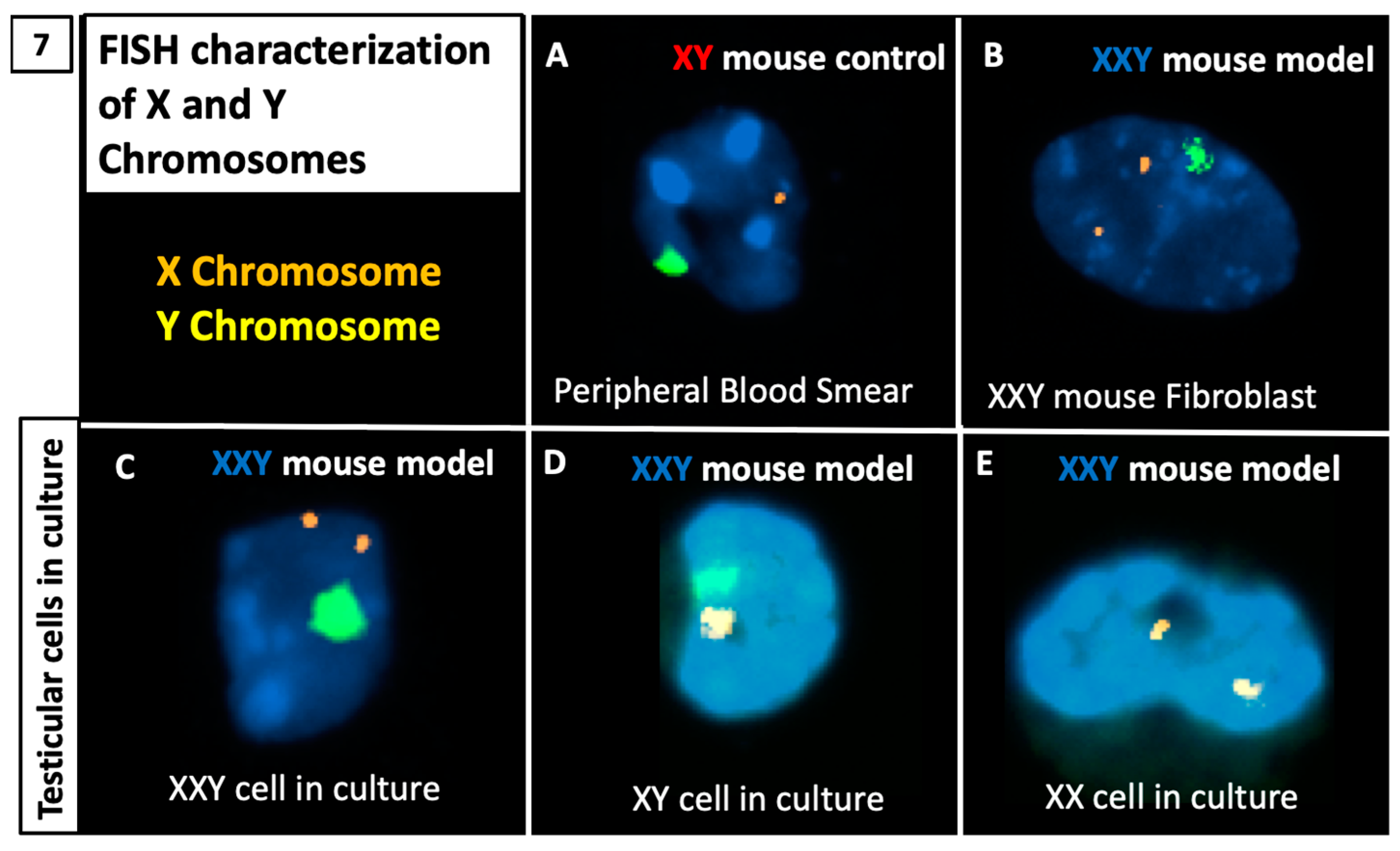 Ijms Free Full Text In Vitro Propagation Of Xxy Undifferentiated