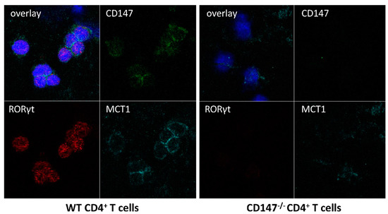 CD147 Is Essential for the Development of Psoriasis via the Induction ...
