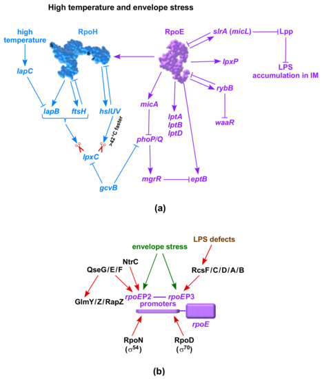 Checkpoints That Regulate Balanced Biosynthesis of Lipopolysaccharide ...