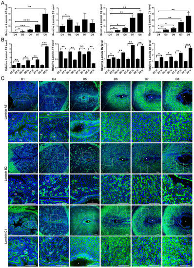 IJMS | Free Full-Text | Regulation and Function of Laminin A5 during ...