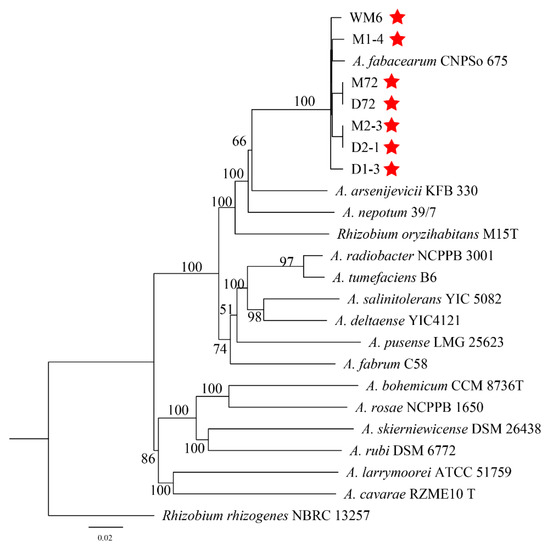 First Report of Crown Gall of Kiwifruit (Actinidia deliciosa) Caused by ...