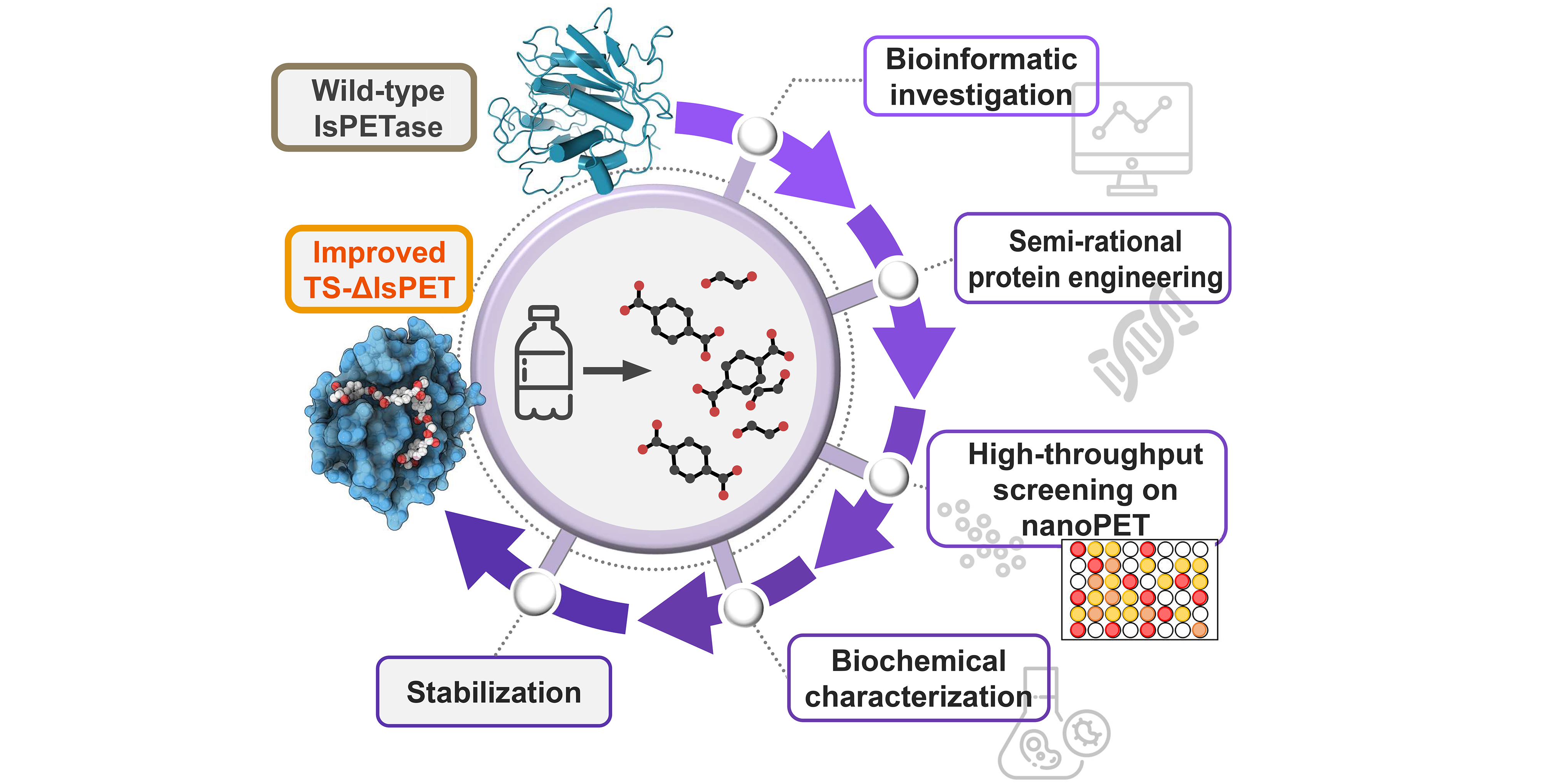 IJMS | Free Full-Text | An Efficient Protein Evolution Workflow for the ...