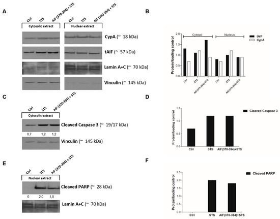 Relevance of AIF/CypA Lethal Pathway in SH-SY5Y Cells Treated with ...