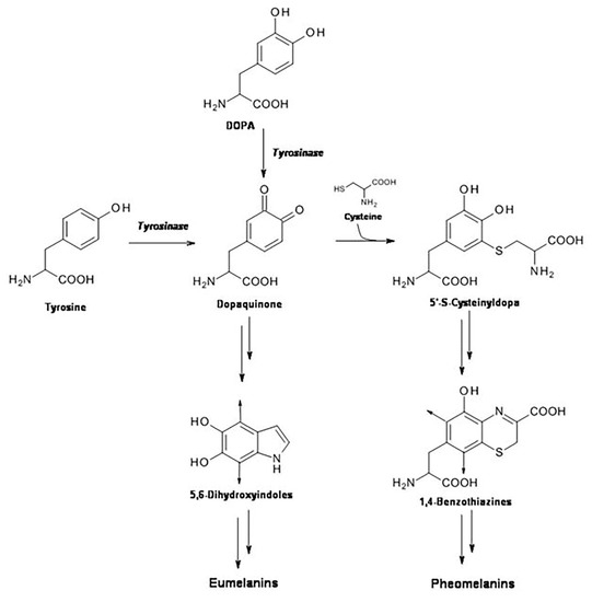 Pheomelanin Effect on UVB Radiation-Induced Oxidation/Nitration of l ...