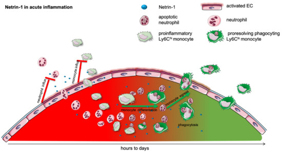 Netrin-1: A Modulator of Macrophage Driven Acute and Chronic Inflammation