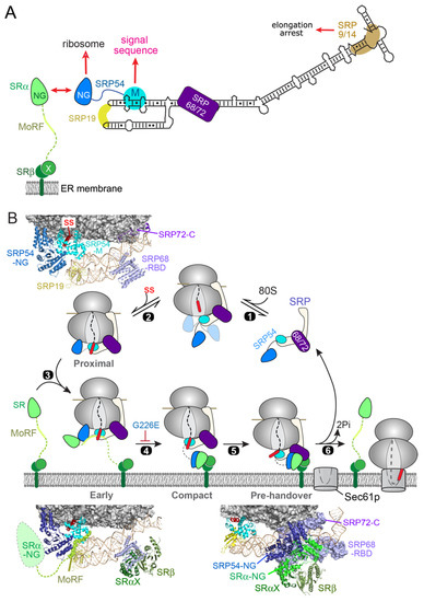 Fidelity of Cotranslational Protein Targeting to the Endoplasmic Reticulum