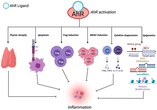 Targeting AhR as a Novel Therapeutic Modality against Inflammatory Diseases