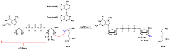 Exploring the Catalytic Mechanism of the RNA Cap Modification by nsp16 ...