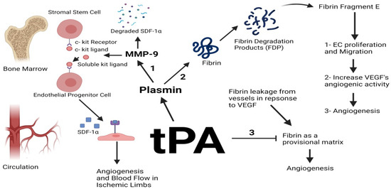 The Plasminogen–Activator Plasmin System in Physiological and ...