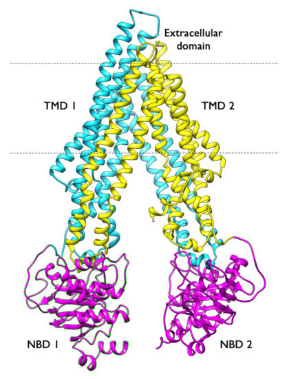 Structure–Function Relationships in the Human P-Glycoprotein (ABCB1 ...