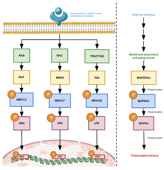 The p38 MAPK Components and Modulators as Biomarkers and Molecular Targets in Cancer