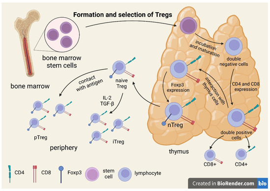 Potential Therapeutic Application of Regulatory T Cells in Diabetes ...