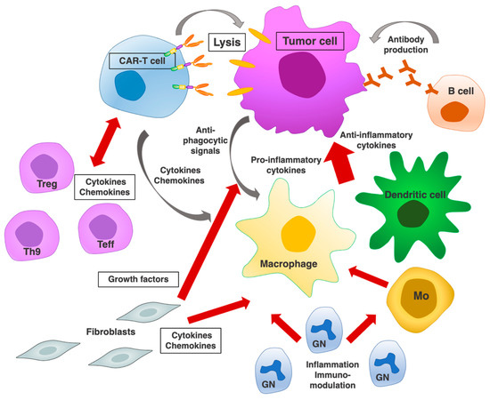 Cancer-Homing CAR-T Cells and Endogenous Immune Population Dynamics