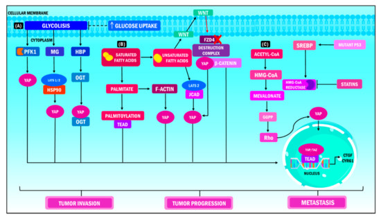 The YAP/TAZ Signaling Pathway in the Tumor Microenvironment and ...