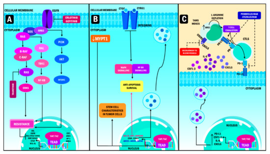 The YAP/TAZ Signaling Pathway in the Tumor Microenvironment and Carcinogenesis: Current ...