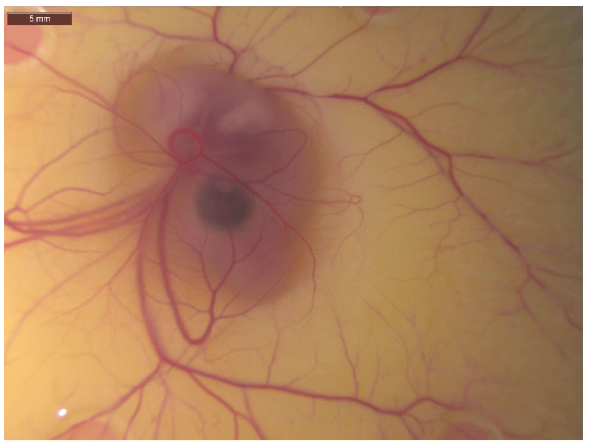Microvascular Experimentation in the Chick Chorioallantoic Membrane as ...