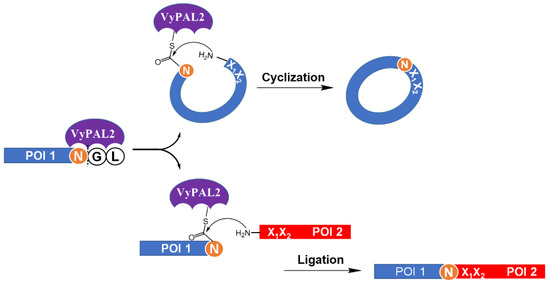 Vypal2: A Versatile Peptide Ligase for Precision Tailoring of Proteins