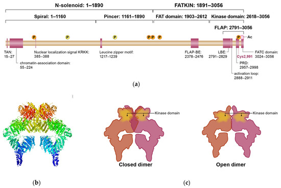 ATM: Functions of ATM Kinase and Its Relevance to Hereditary Tumors