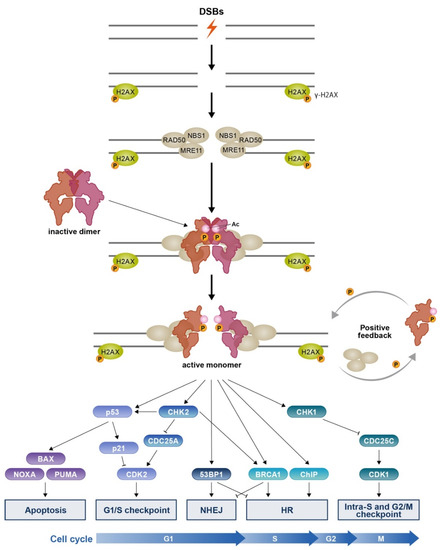 ATM: Functions of ATM Kinase and Its Relevance to Hereditary Tumors