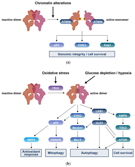 ATM: Functions of ATM Kinase and Its Relevance to Hereditary Tumors