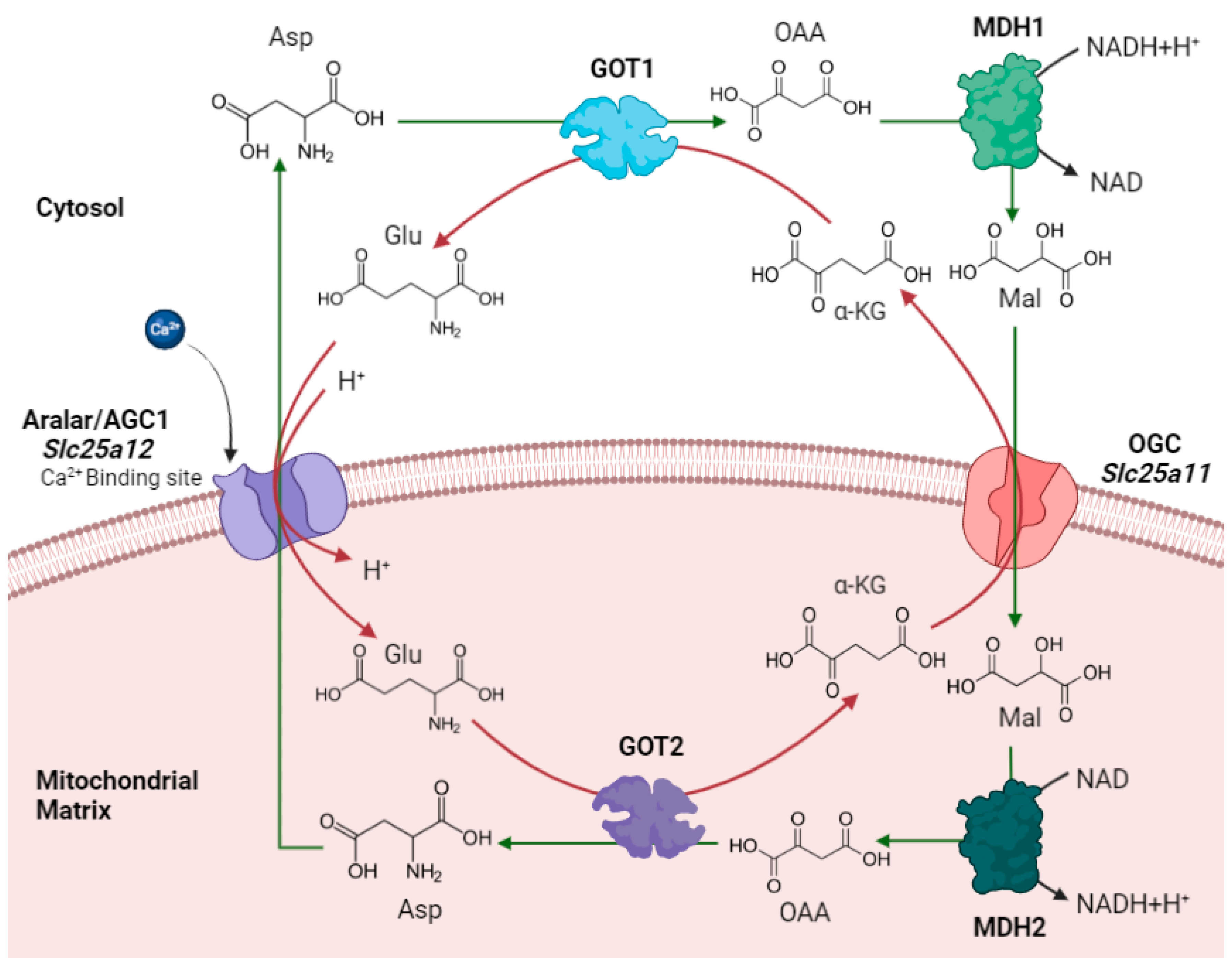 IJMS | Free Full-Text | AGC1 Deficiency: Pathology and Molecular and ...