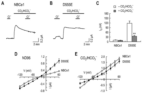Lack of Charge Interaction in the Ion Binding Site Determines Anion ...