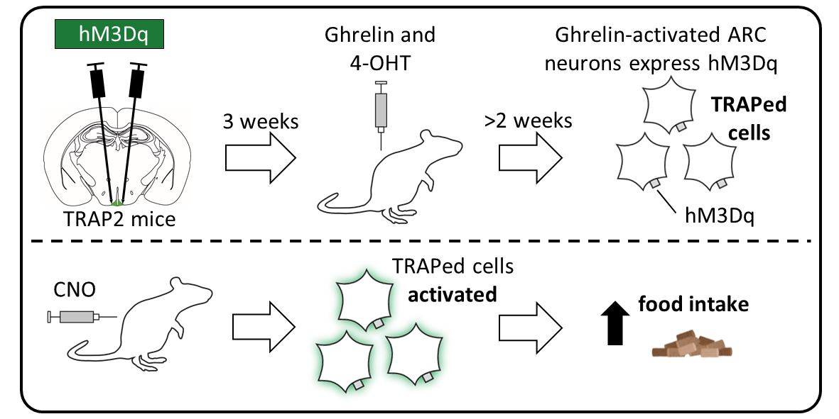 IJMS | Free Full-Text | TRAPing Ghrelin-Activated Circuits: A Novel ...
