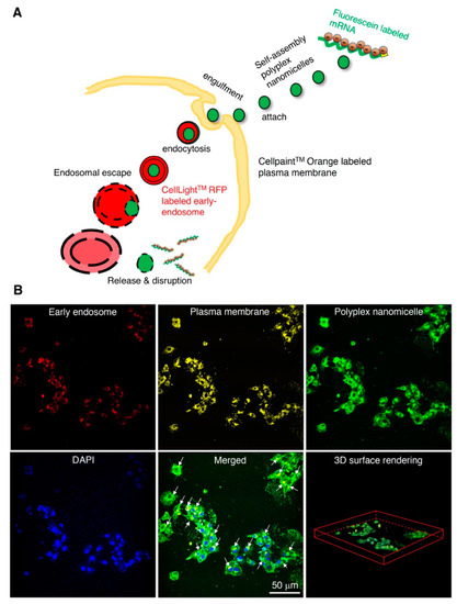 Runx1 Messenger RNA Delivered by Polyplex Nanomicelles Alleviate Spinal ...