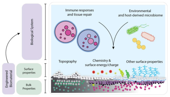 Surface Modification of Bacterial Cellulose for Biomedical Applications