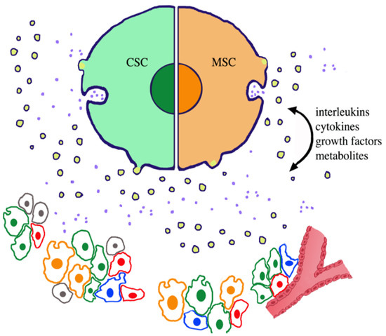 IJMS | Free Full-Text | Cancer Stem Cells and Their Vesicles, Together ...