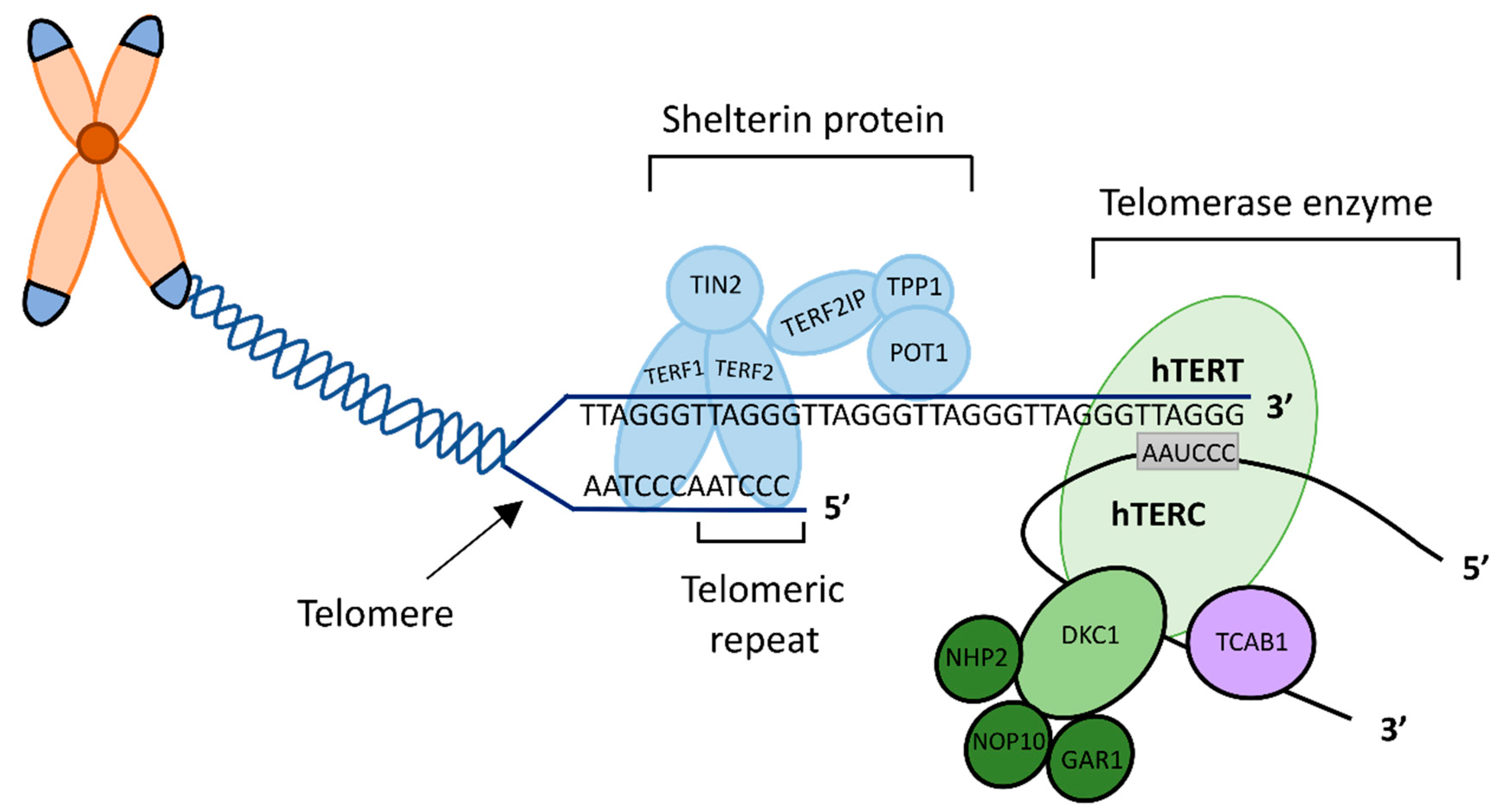 Ijms Free Full Text Telomere And Telomerase Associated Proteins In