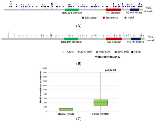 Primary Founder Mutations in the PRKDC Gene Increase Tumor Mutation ...