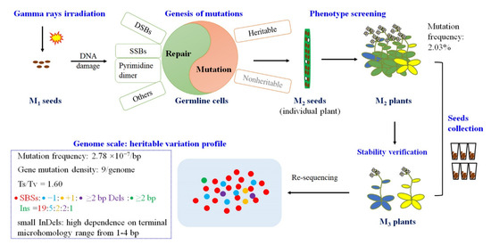 Frequency and Spectrum of Mutations Induced by Gamma Rays Revealed by ...