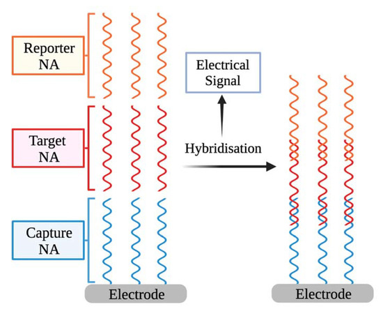 Biosensors for the Determination of SARS-CoV-2 Virus and Diagnosis of ...